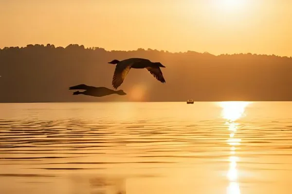 Water Birds Identification: Complete Guide to Recognizing Waterfowl Species